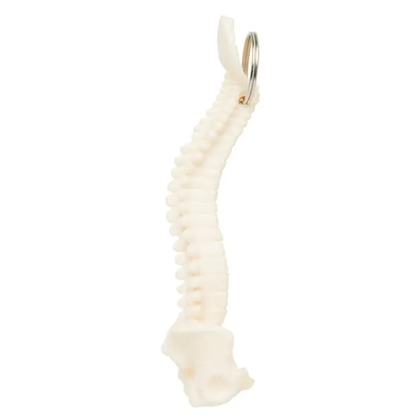 Spine and Pelvis Bone Keyring | Plum Grove